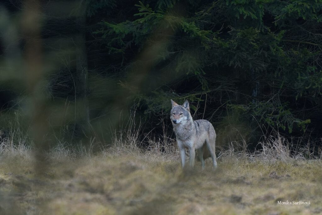 Mé první setkání s vlkem ve volné přírodě-Šluknovsko
